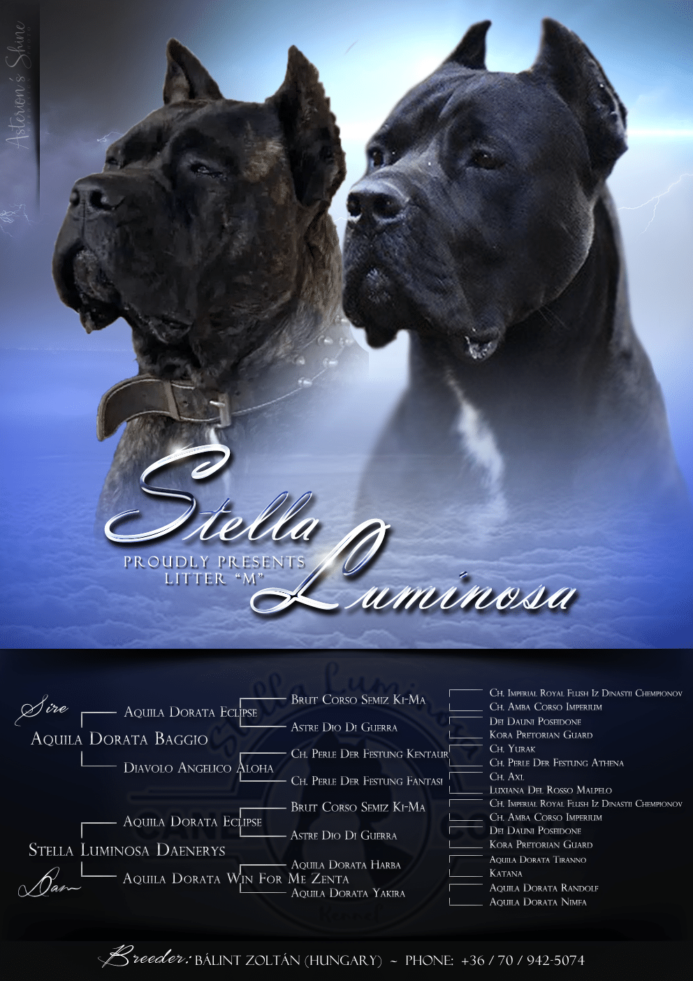 PUPPIES FOR SALE | Stella Luminosa Cane Corso Kennel